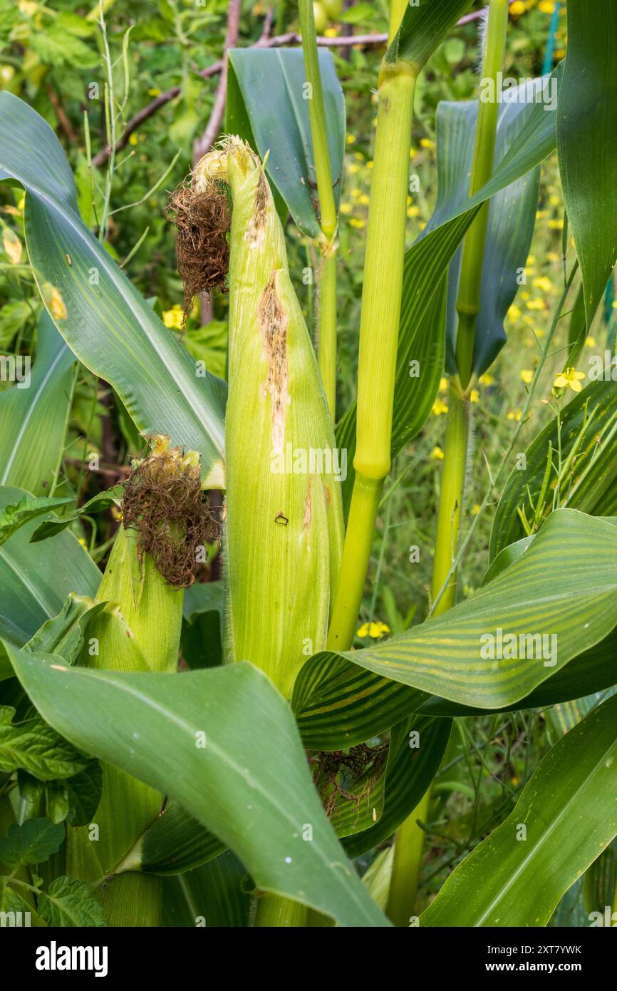 Corn plot hi-res stock photography and images - Alamy