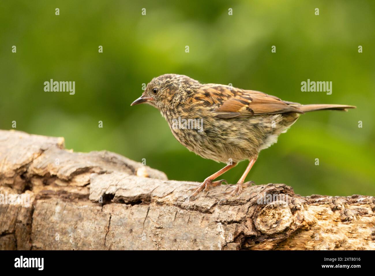 Meppershall hi-res stock photography and images - Alamy