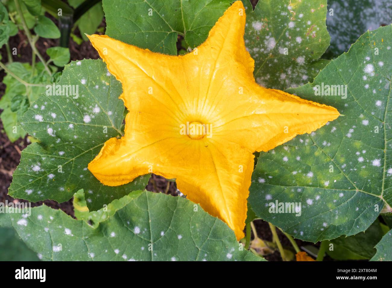 Powdery Mildew, a fungal disease affecting a Courgette plant Stock ...