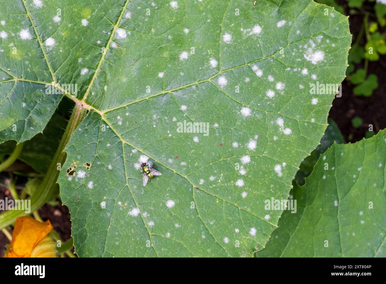 Powdery Mildew, a fungal disease affecting a Courgette plant Stock ...