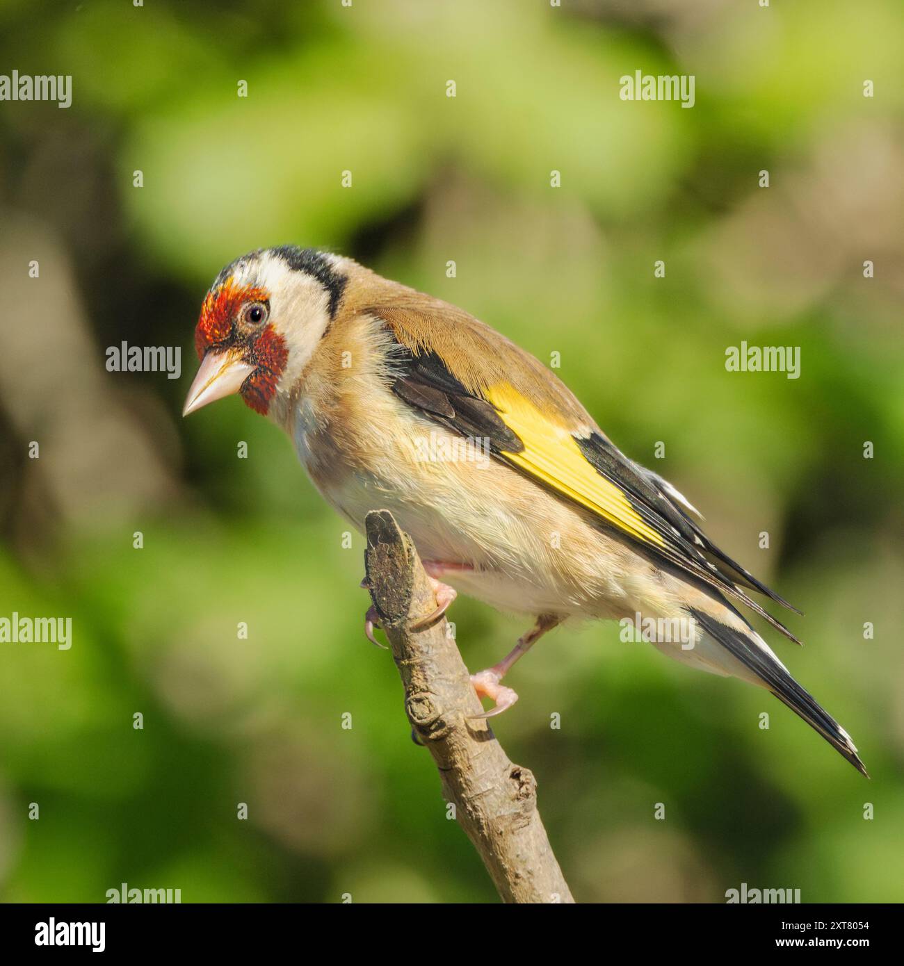 Mature goldfinch hi-res stock photography and images - Alamy