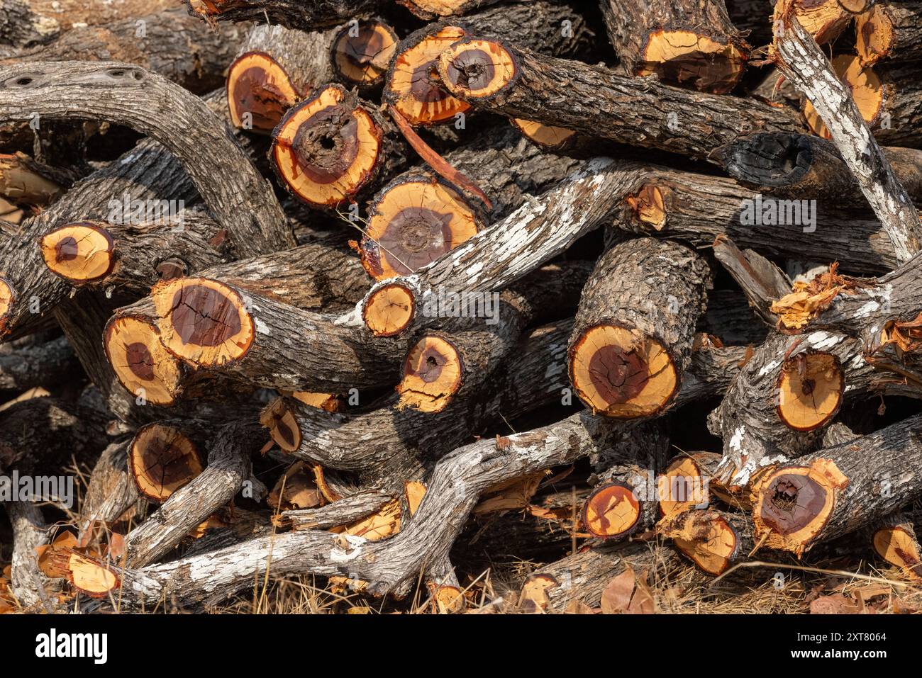 Pile of Mopane (Colophospermum mopane) wood logs Stock Photo - Alamy