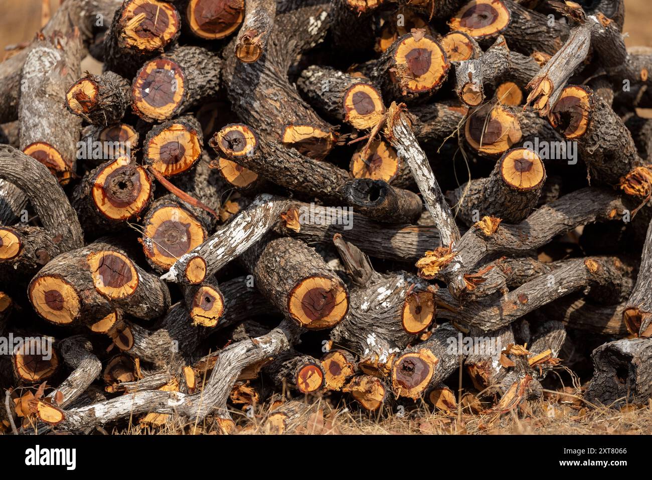 Pile of Mopane (Colophospermum mopane) wood logs Stock Photo - Alamy