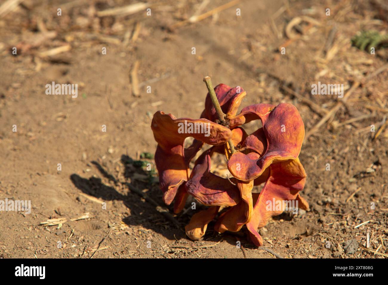 Feidherbia albida hi-res stock photography and images - Alamy