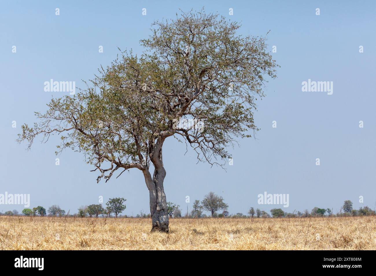 Stock photo of a free-standing leadwood (Combretum imberbe) tree in a ...