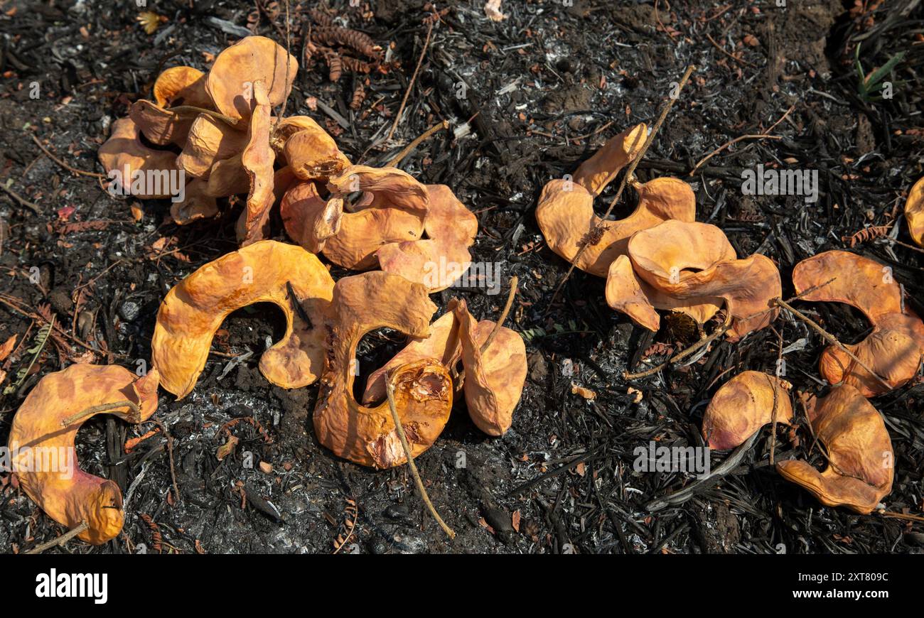 Blackend hi-res stock photography and images - Alamy