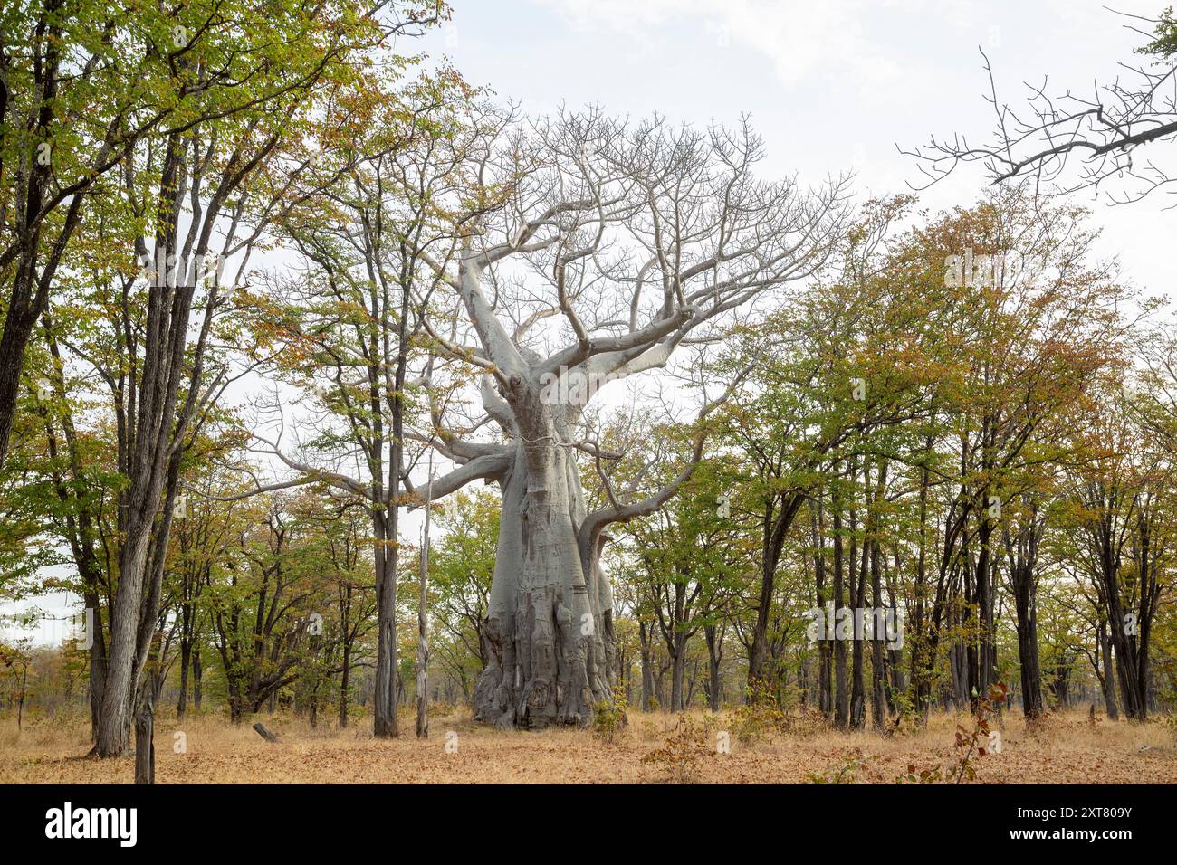 Mopani tree hi-res stock photography and images - Alamy