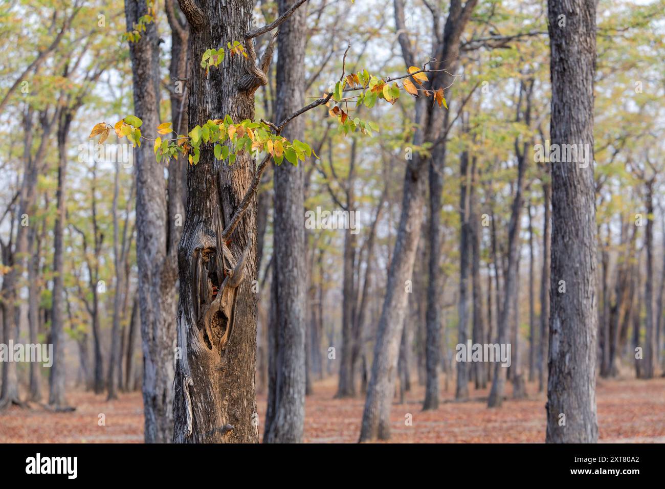 Mopane (Colophospermum mopane) forest with brick-red mopane leaves ...
