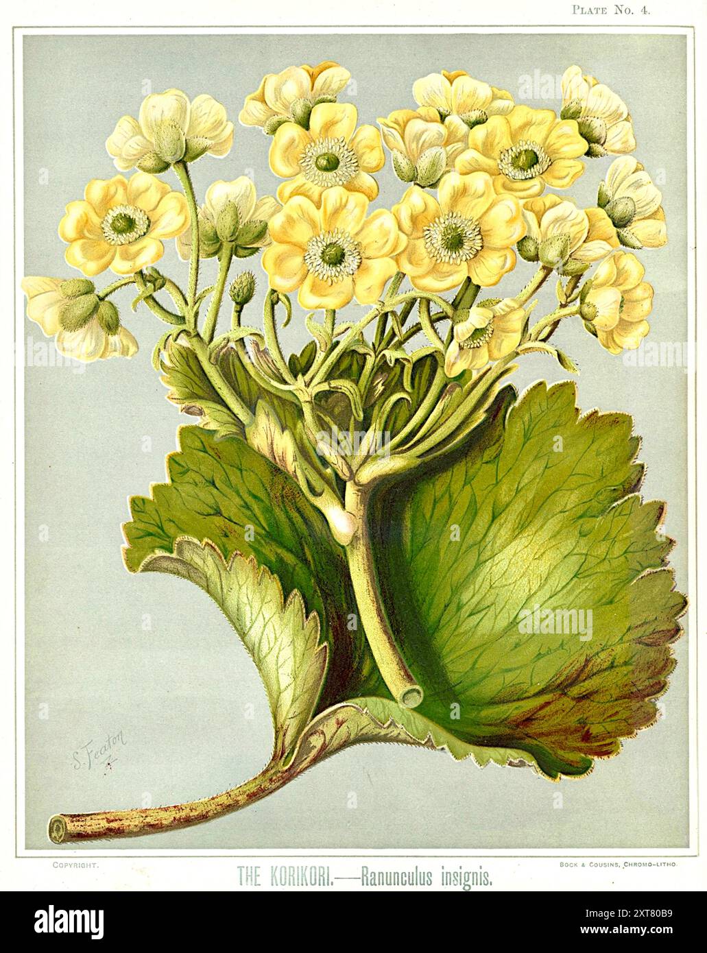 Sarah Featon (botanical artist from New Zealand) - The Korikori ...
