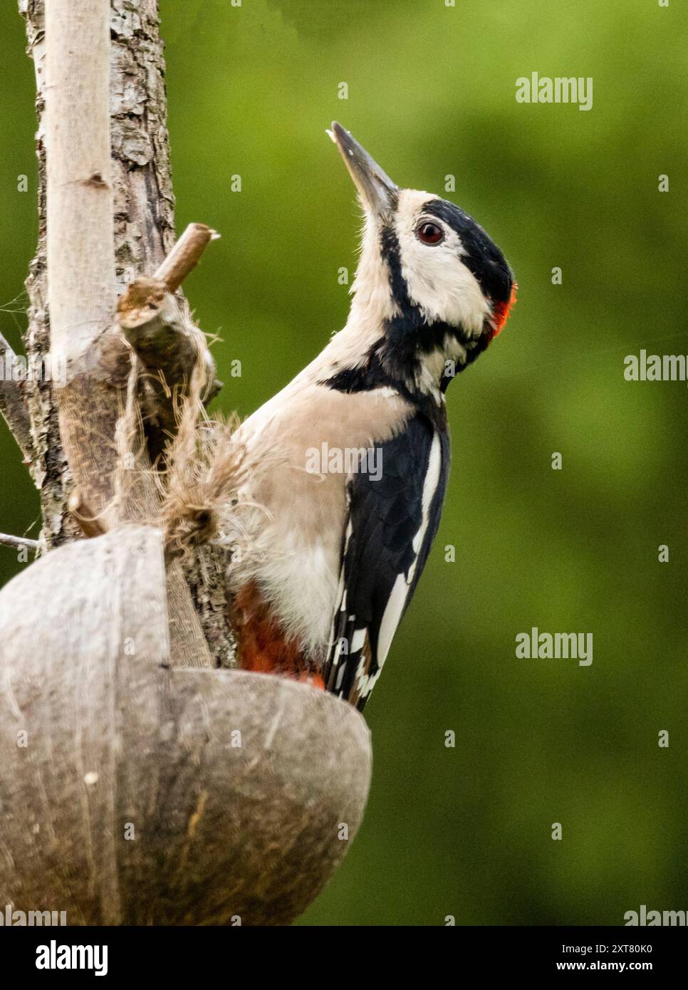 Great Spotted Woodpecker Stock Photo - Alamy