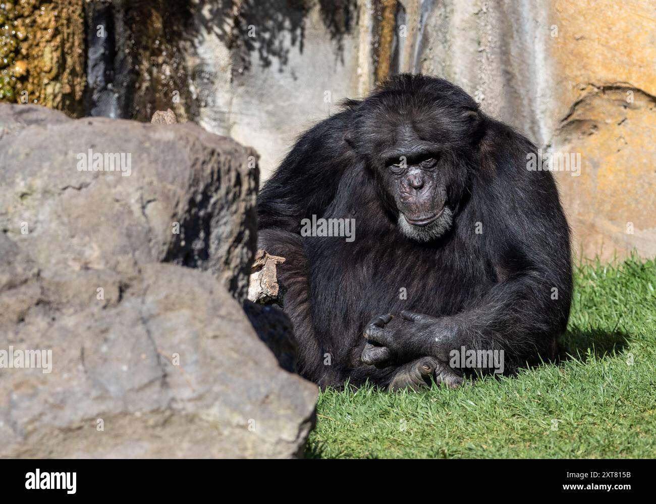 Powerful chimpanzee relaxing in the grass by a rock Stock Photo - Alamy