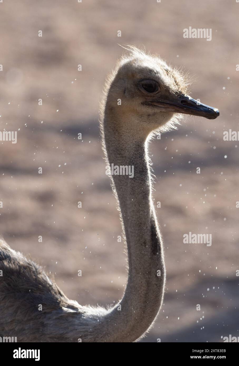 Ostrich standing with neck bent in the sun Stock Photo - Alamy