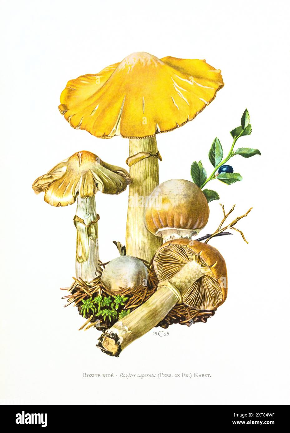 Rozites caperata hi-res stock photography and images - Alamy