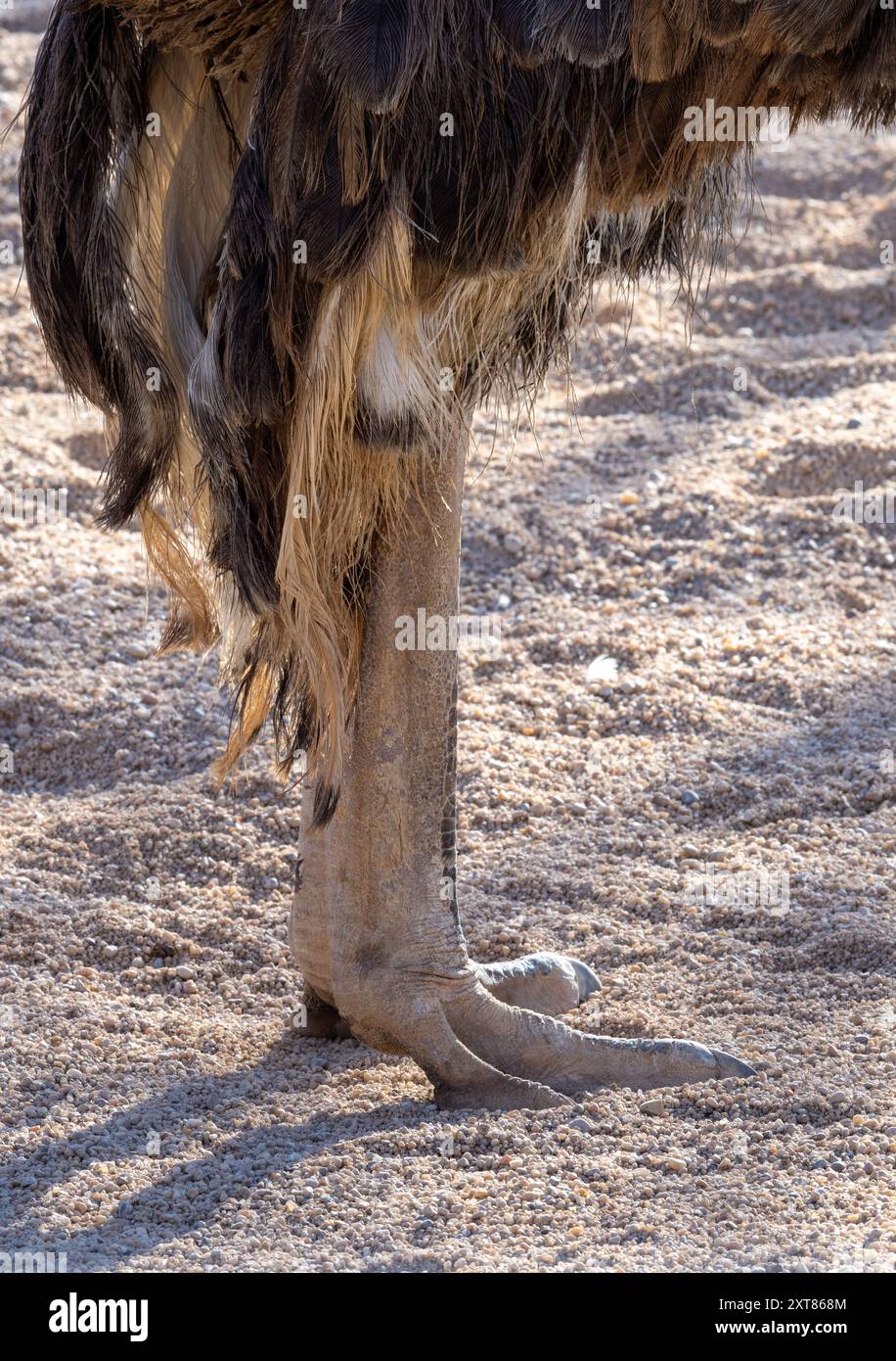 Large legs and toes hi-res stock photography and images - Alamy