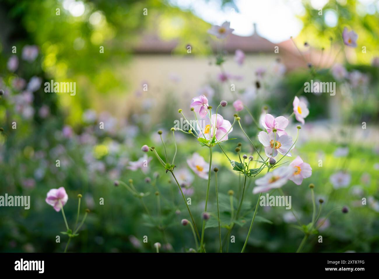 Anemone hupehensis var. japonica growing in border Suuremõisa Manor ...