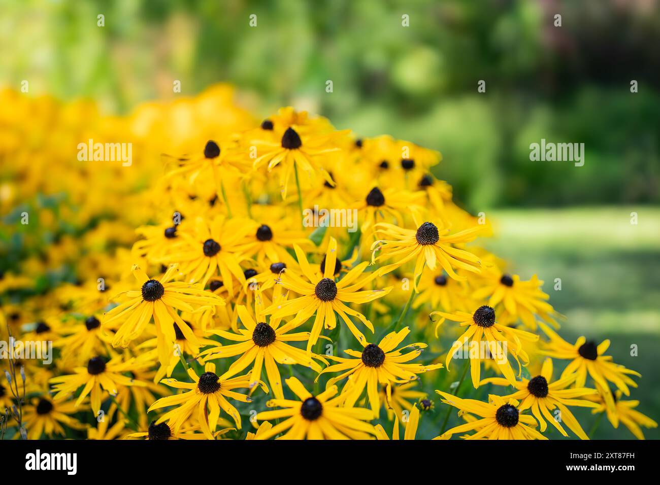 Orange daisy like flower perennial hi-res stock photography and images ...