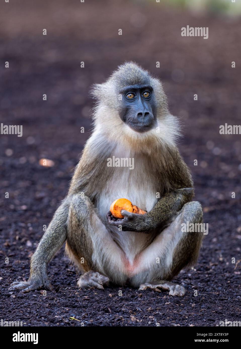 Grey baboon sitting down eating a carrot Stock Photo - Alamy