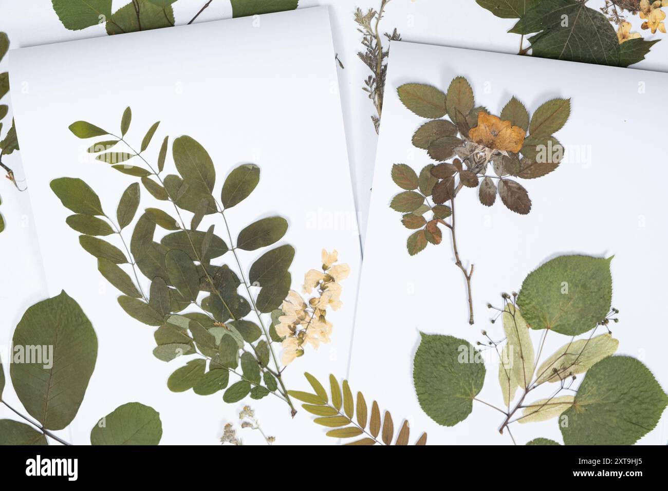 Collection of dried plants, herbarium in paper albums Stock Photo - Alamy