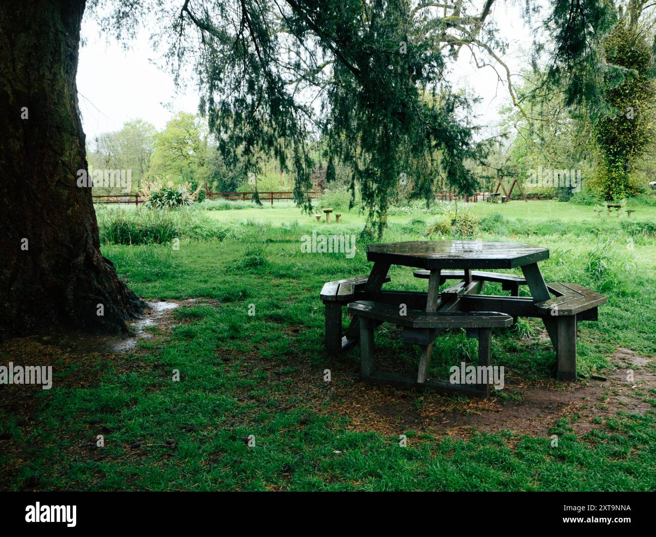 A rustic wooden picnic table sits quietly under a large tree ...