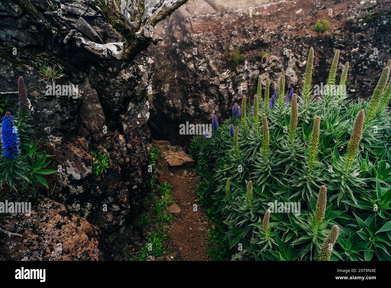 Pride of Madeira Purple Flowers on Mountain Slope and Clouds. Madeira ...