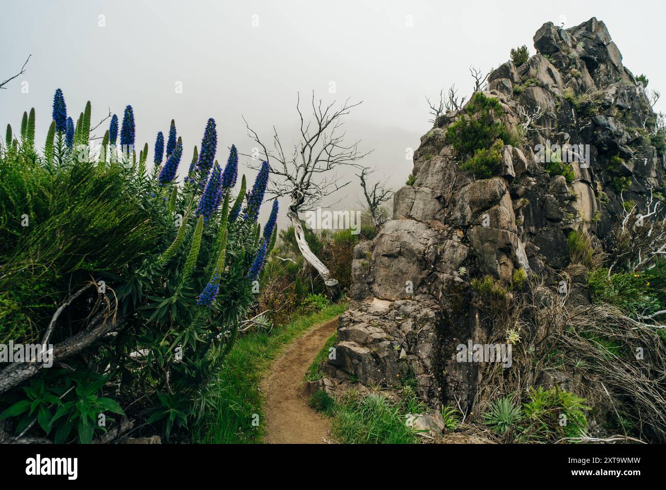 Pride of Madeira Purple Flowers on Mountain Slope and Clouds. Madeira ...