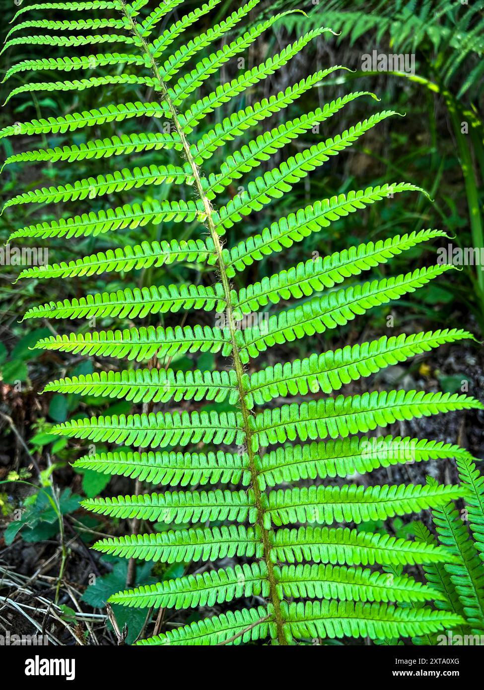 Macro photograph of the leaves of a fern in spring with very shallow ...