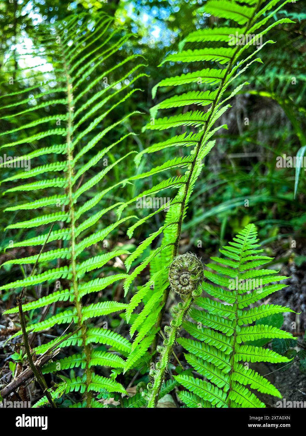 Macro photograph of the leaves of a fern in spring with very shallow ...