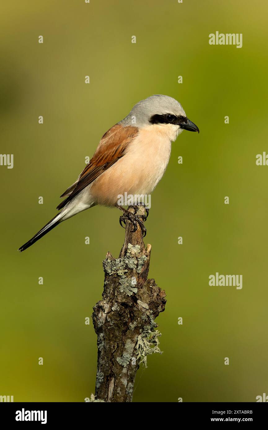 male Red-backed shrike on its nesting territory in a forest of oak and ...