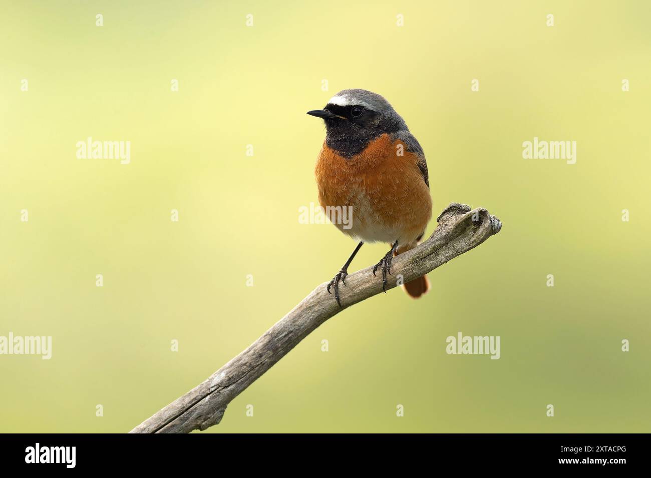 Common redstart male in an Atlantic oak and beech forest with the last ...