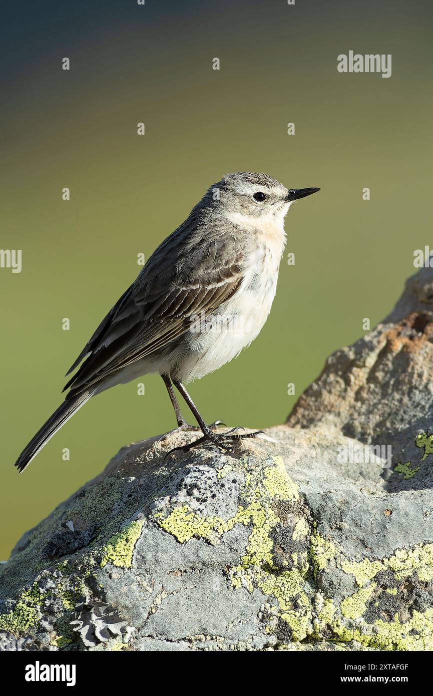 Water pipit in its nesting territory before sunrise in a high mountain ...