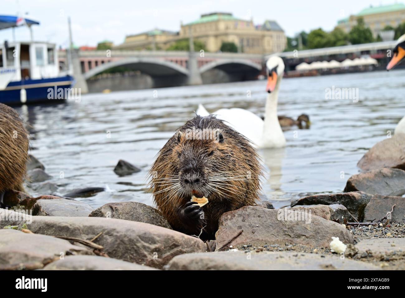 Praga panorama hi-res stock photography and images - Alamy