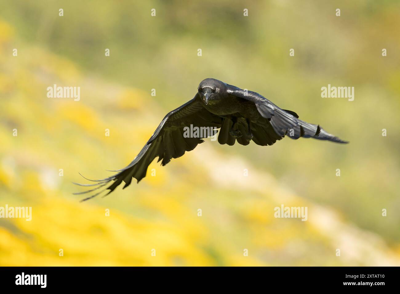 Common raven flying in a high mountain area with bushes with yellow ...