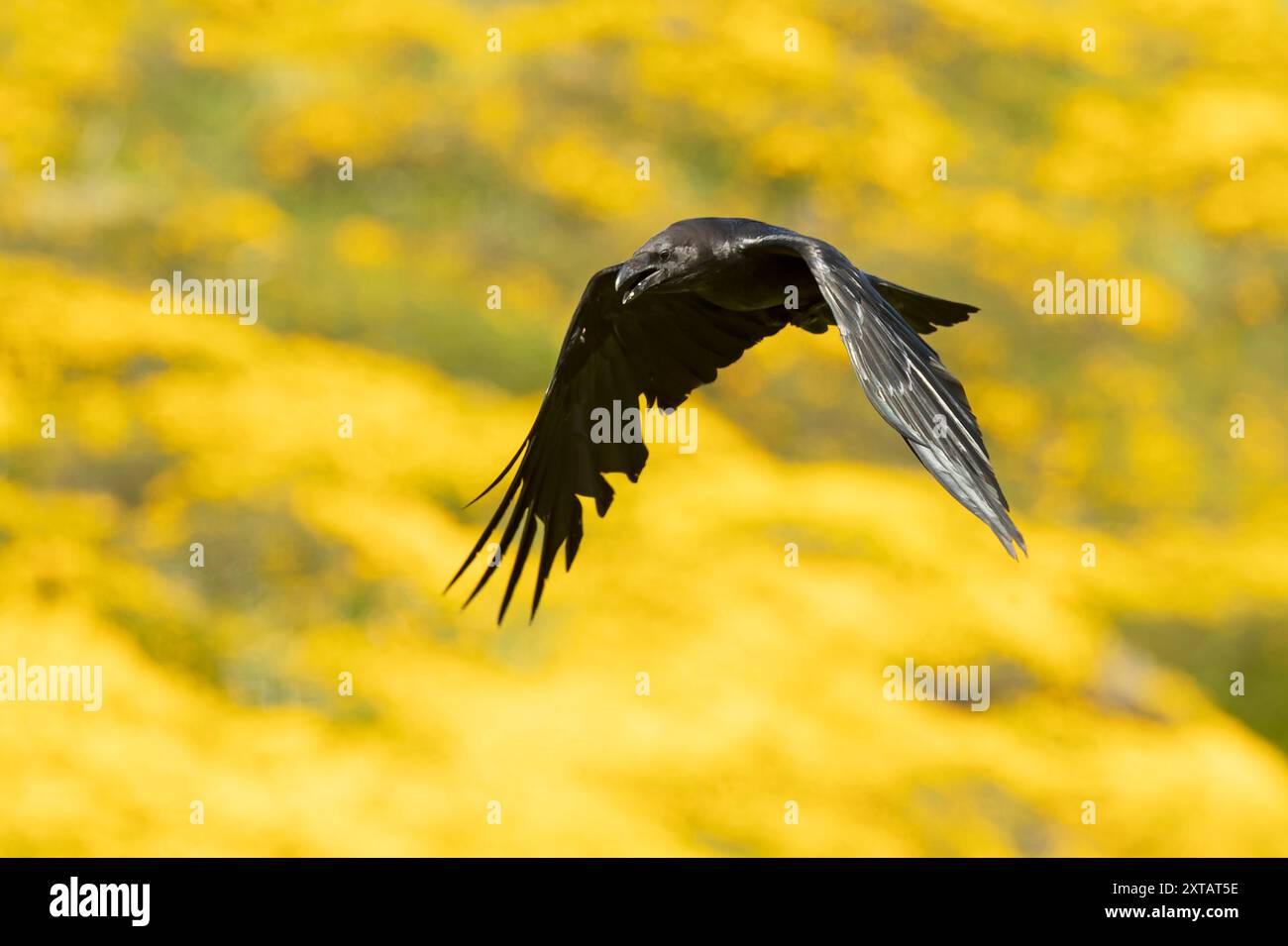 Common raven flying in a high mountain area with bushes with yellow ...