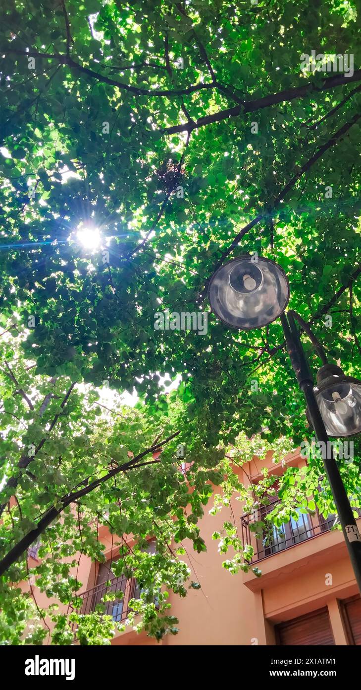 Golden rays of sunlight filter through the dense canopy of leaves ...