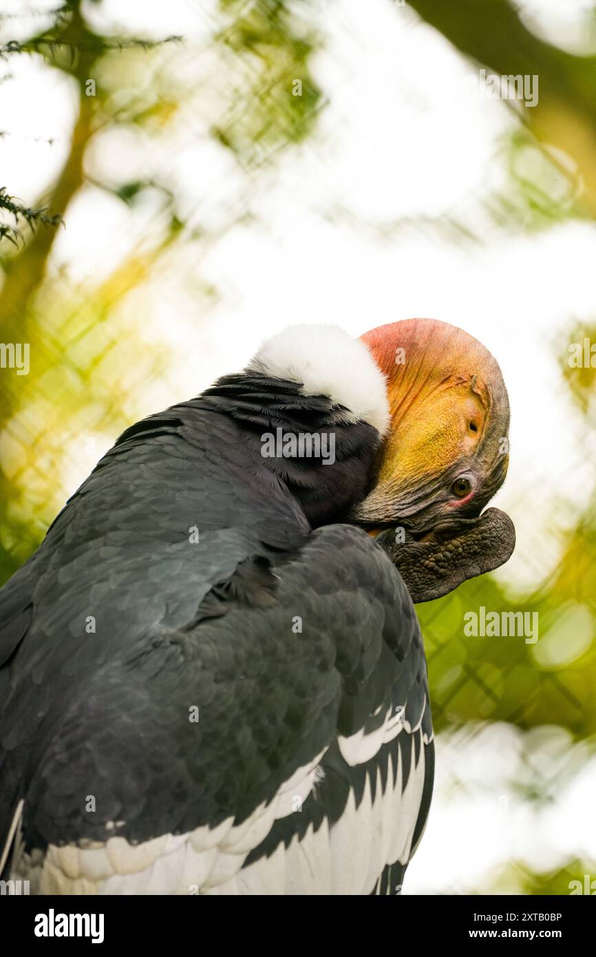 Portrait of an Andean condor. Bird in close-up. Vultur gryphus Stock ...