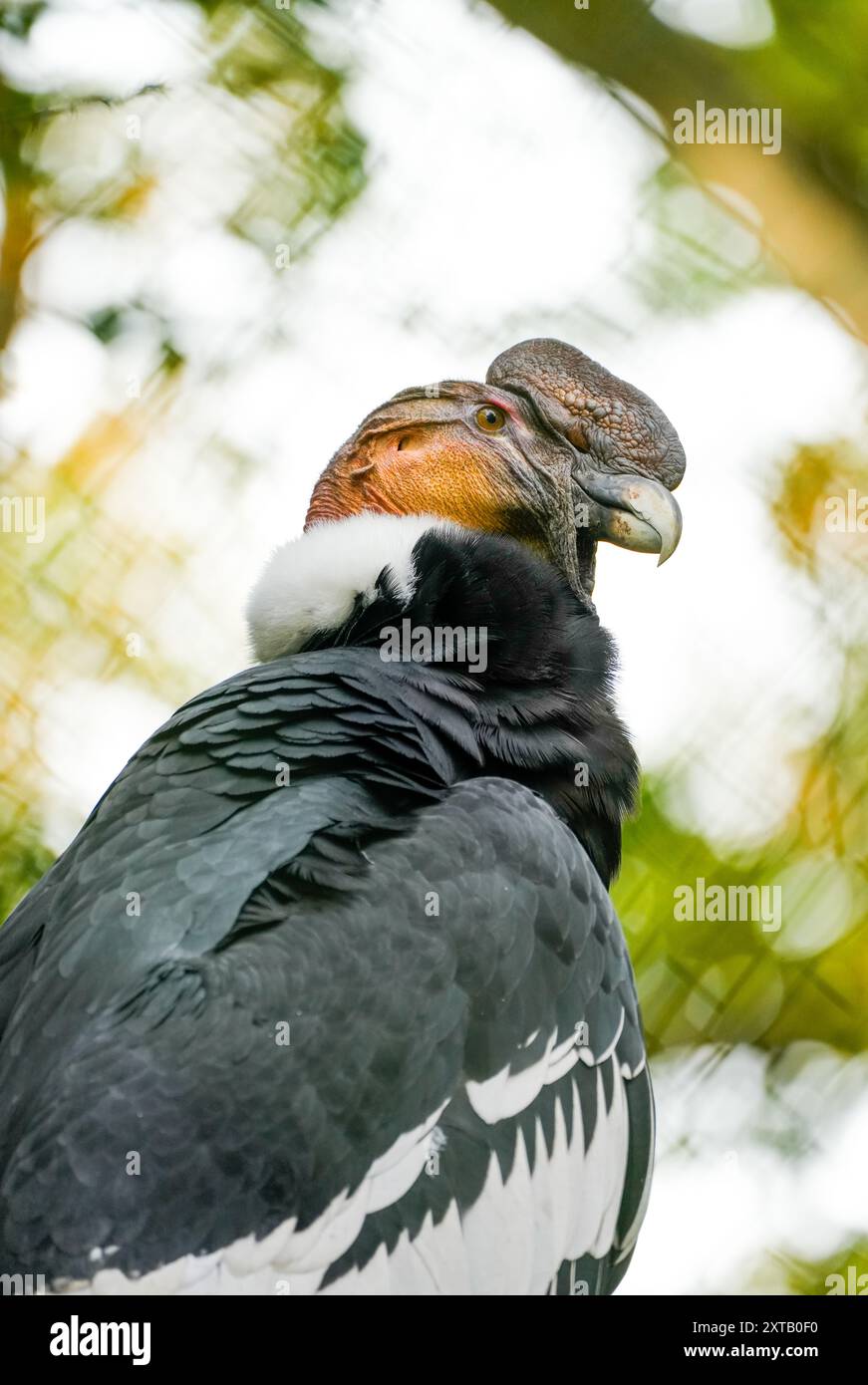 Portrait of an Andean condor. Bird in close-up. Vultur gryphus Stock ...