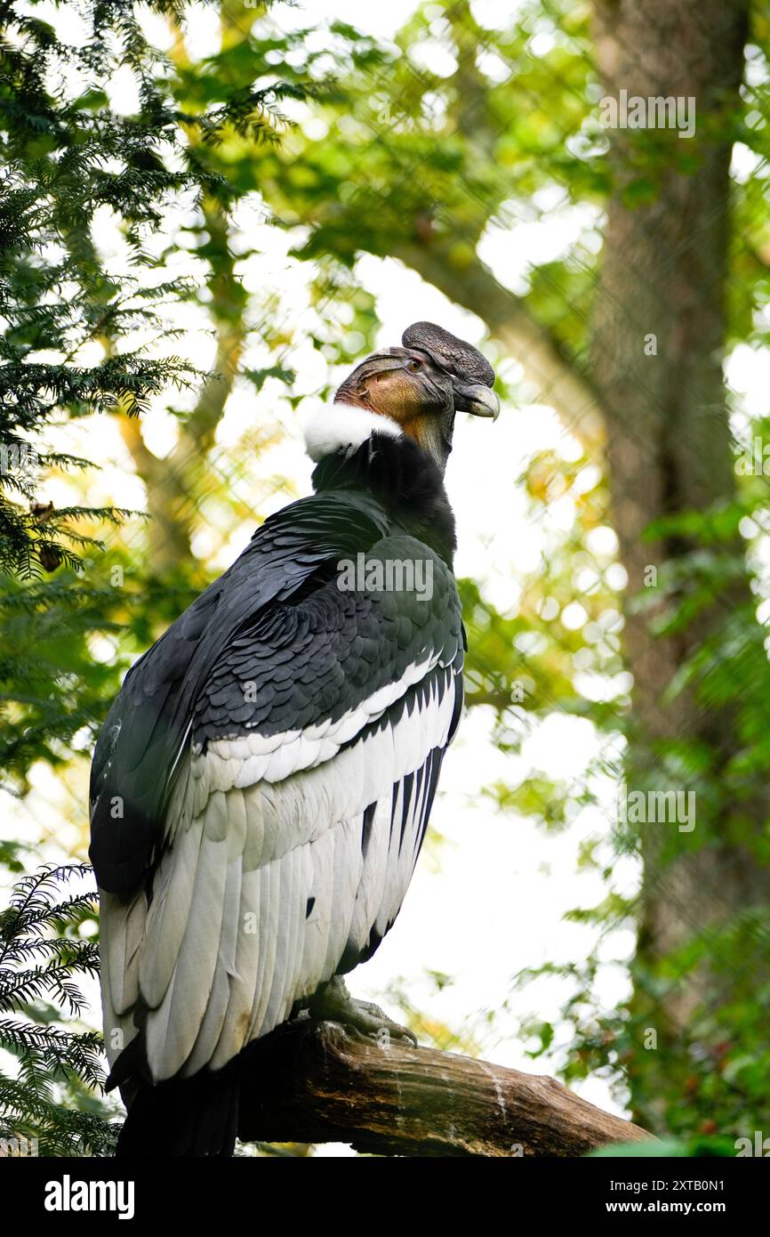 Portrait of an Andean condor. Bird in close-up. Vultur gryphus Stock ...