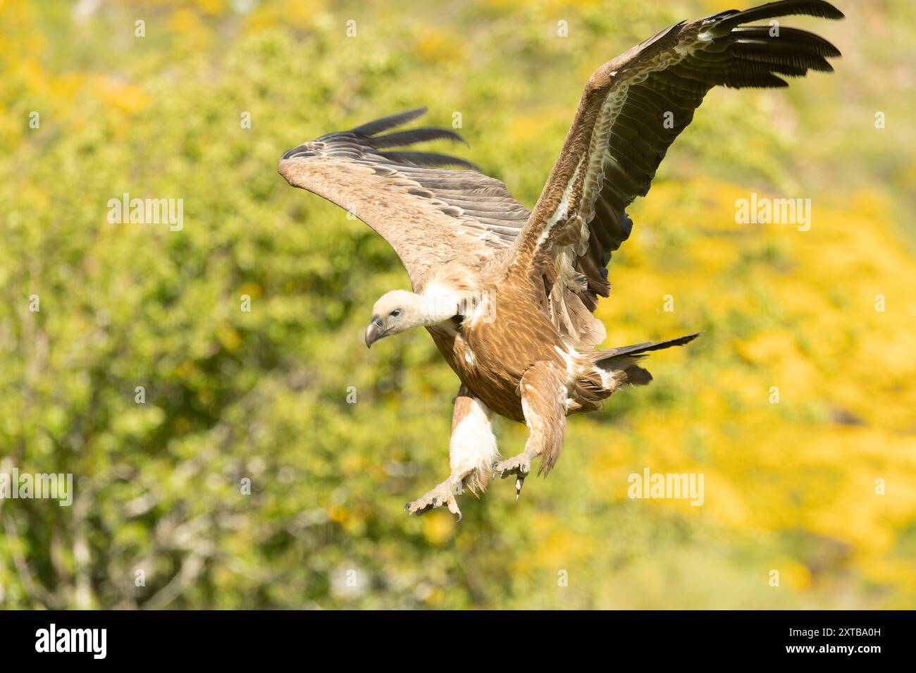 Bird monk hi-res stock photography and images - Alamy