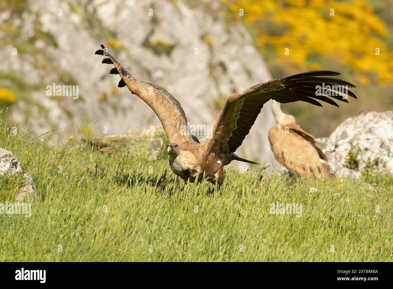 Griffon vulture flying in an area of alpine grass and rocky outcrops ...