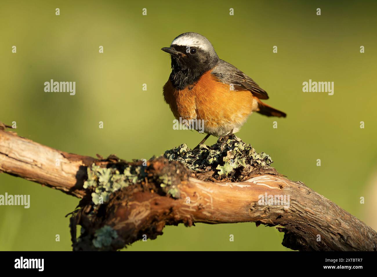 Common redstart male in a beech and oak forest in spring with the last ...