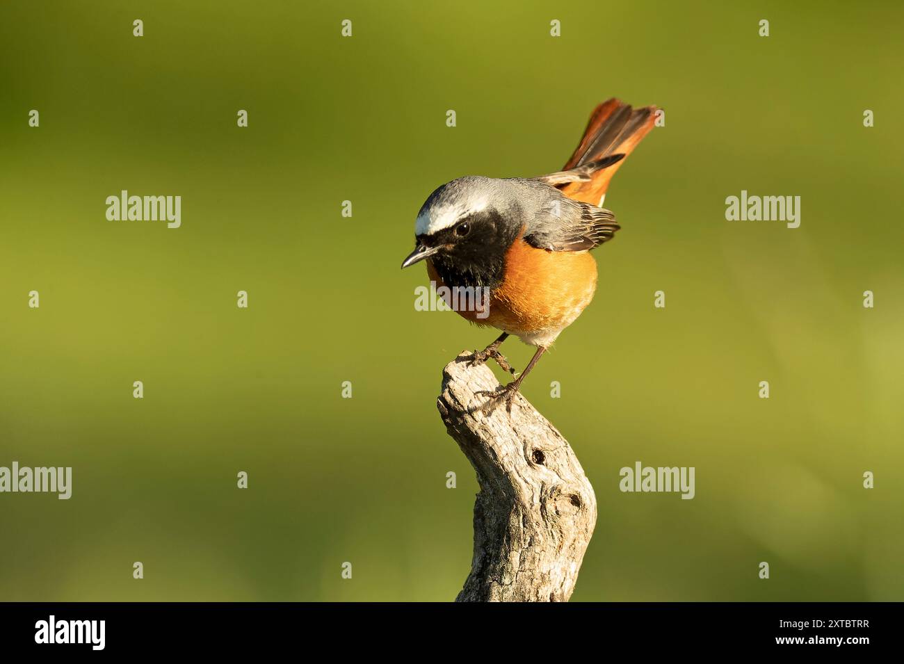 Common redstart male in a beech and oak forest in spring with the last ...