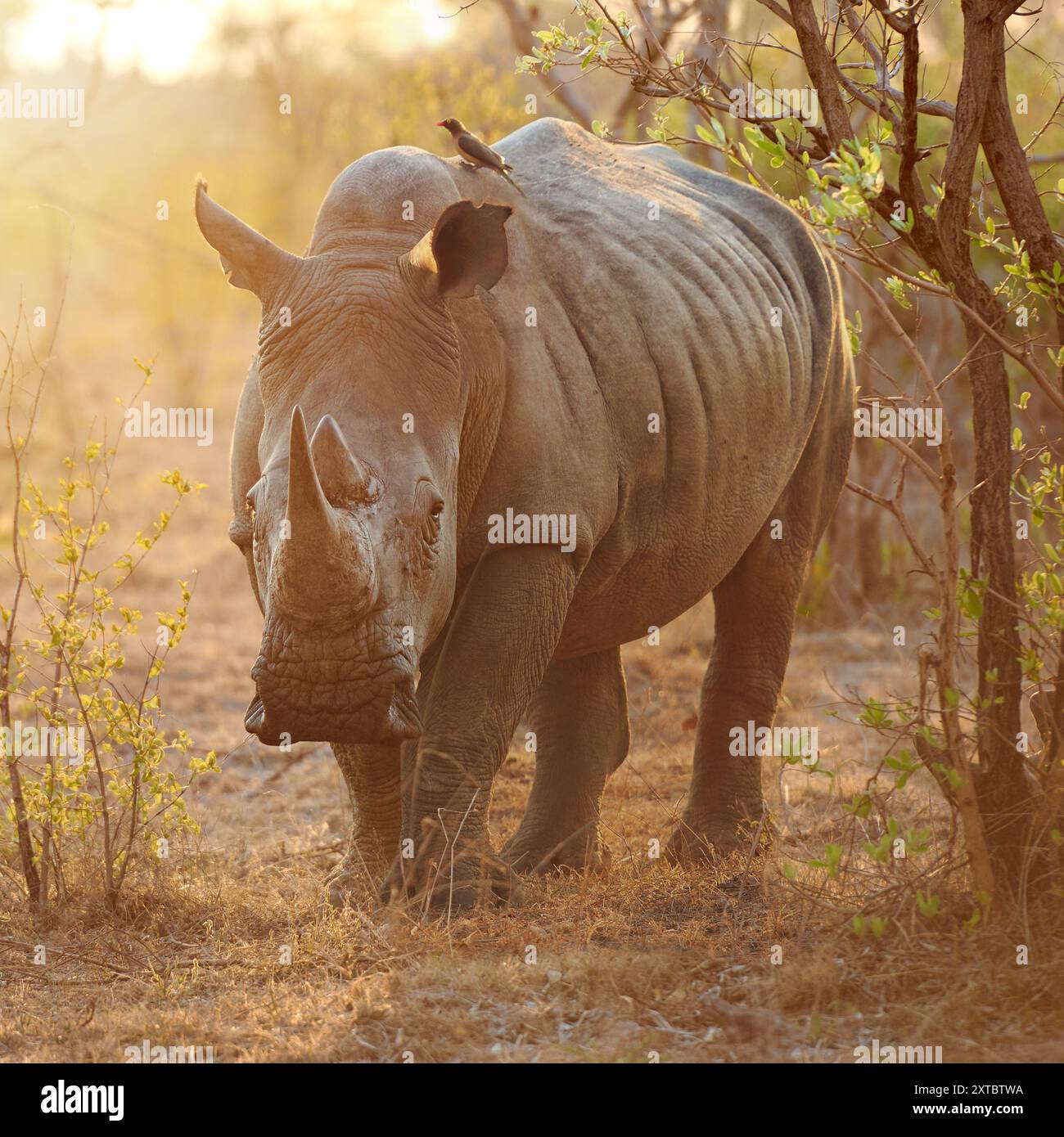 Rhino, bird and conservation in nature for protection, survival and ...
