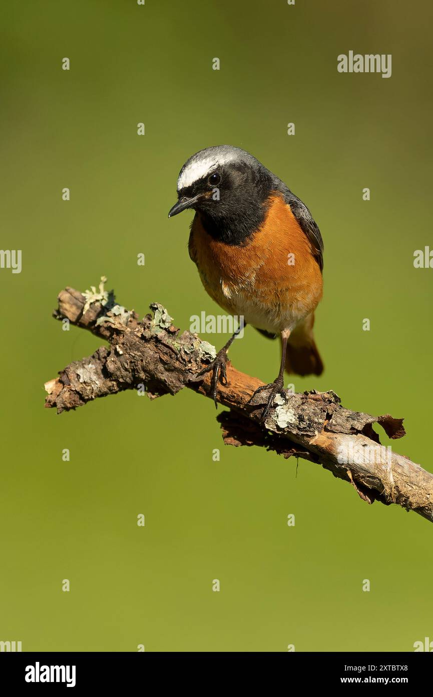 Common redstart male in a beech and oak forest in spring with the last ...