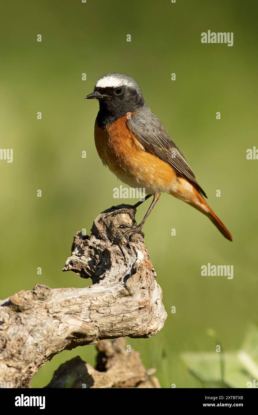 Common redstart male in a beech and oak forest in spring with the last ...