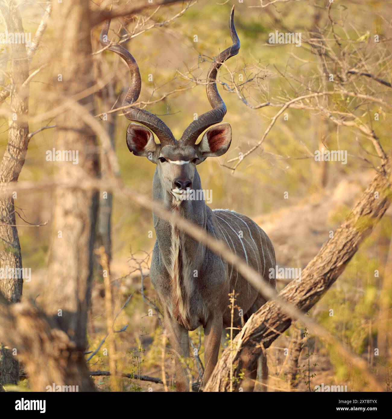 Conservation, kudu and portrait outdoor in wildlife or natural habitat ...
