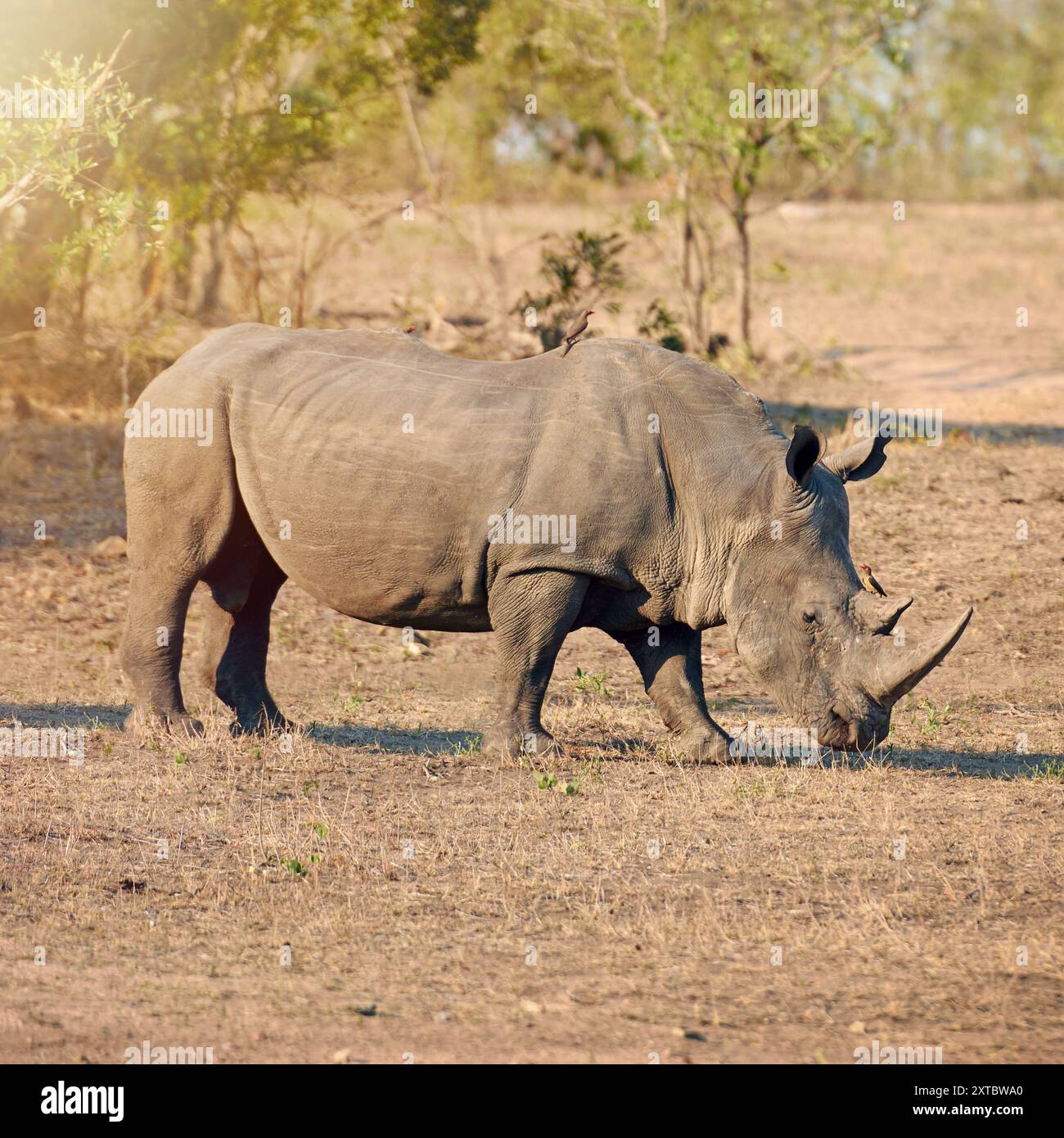 Rhino, conservation and protected in nature for safety, poaching ...