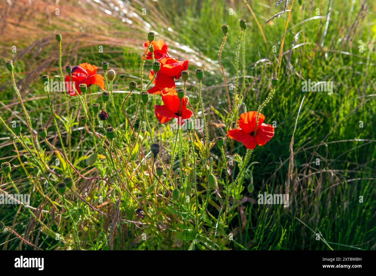 Red poppies (Papaver rhoeas) in Flanders Fields near Ieper, Belgium ...