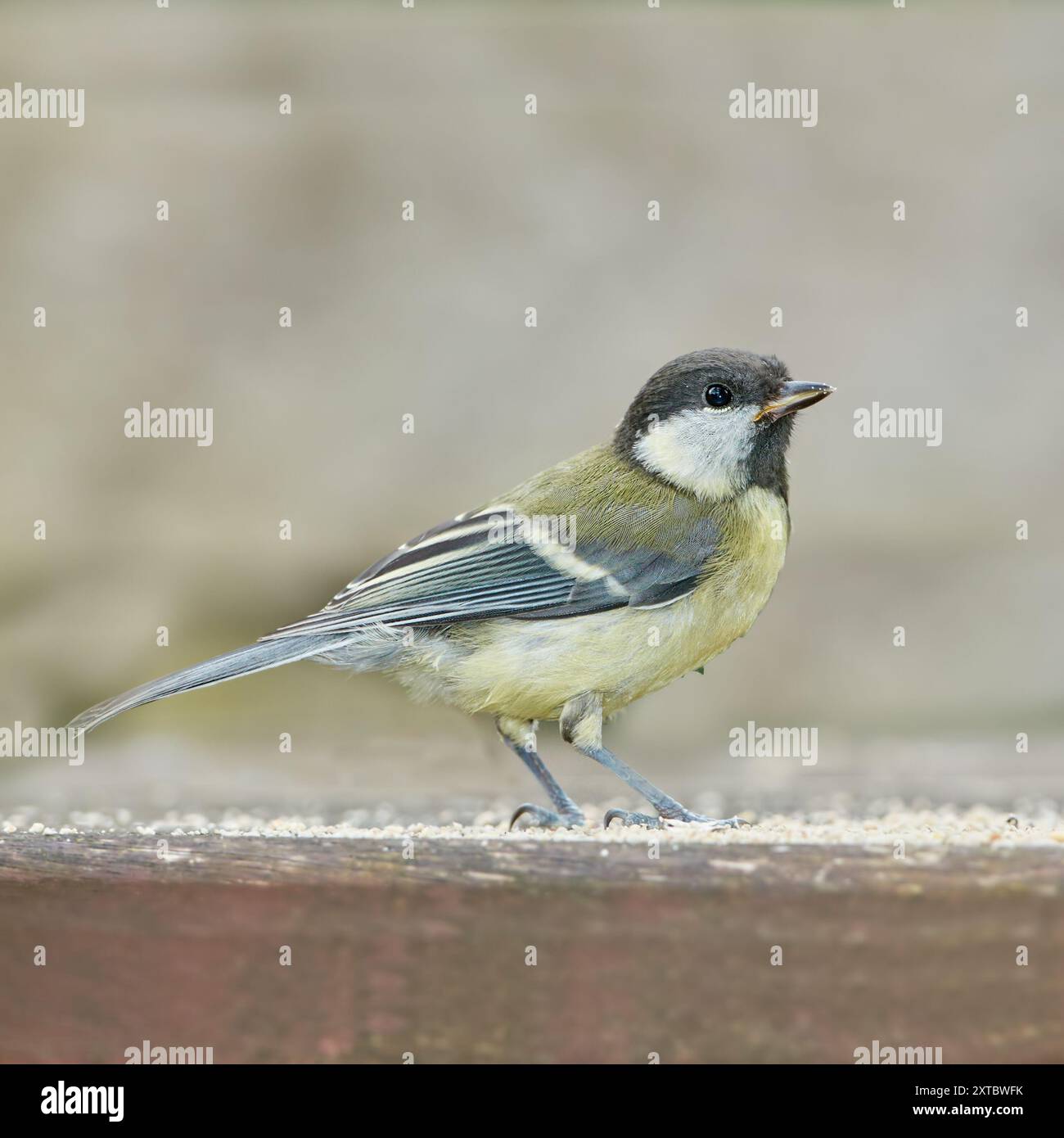 Sparrow, bird and wildlife in nature of ecosystem with insectivorous ...