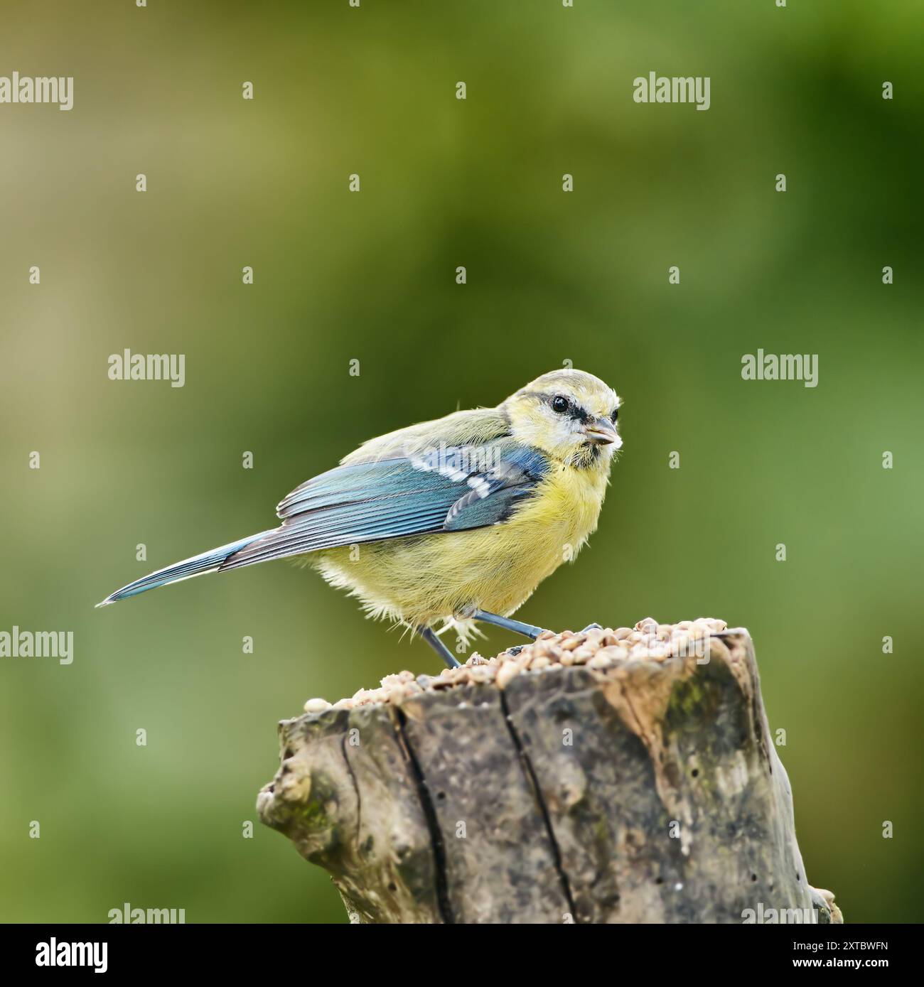 Bird, relax and outdoor food on tree, habitat and nature ecosystem for ...