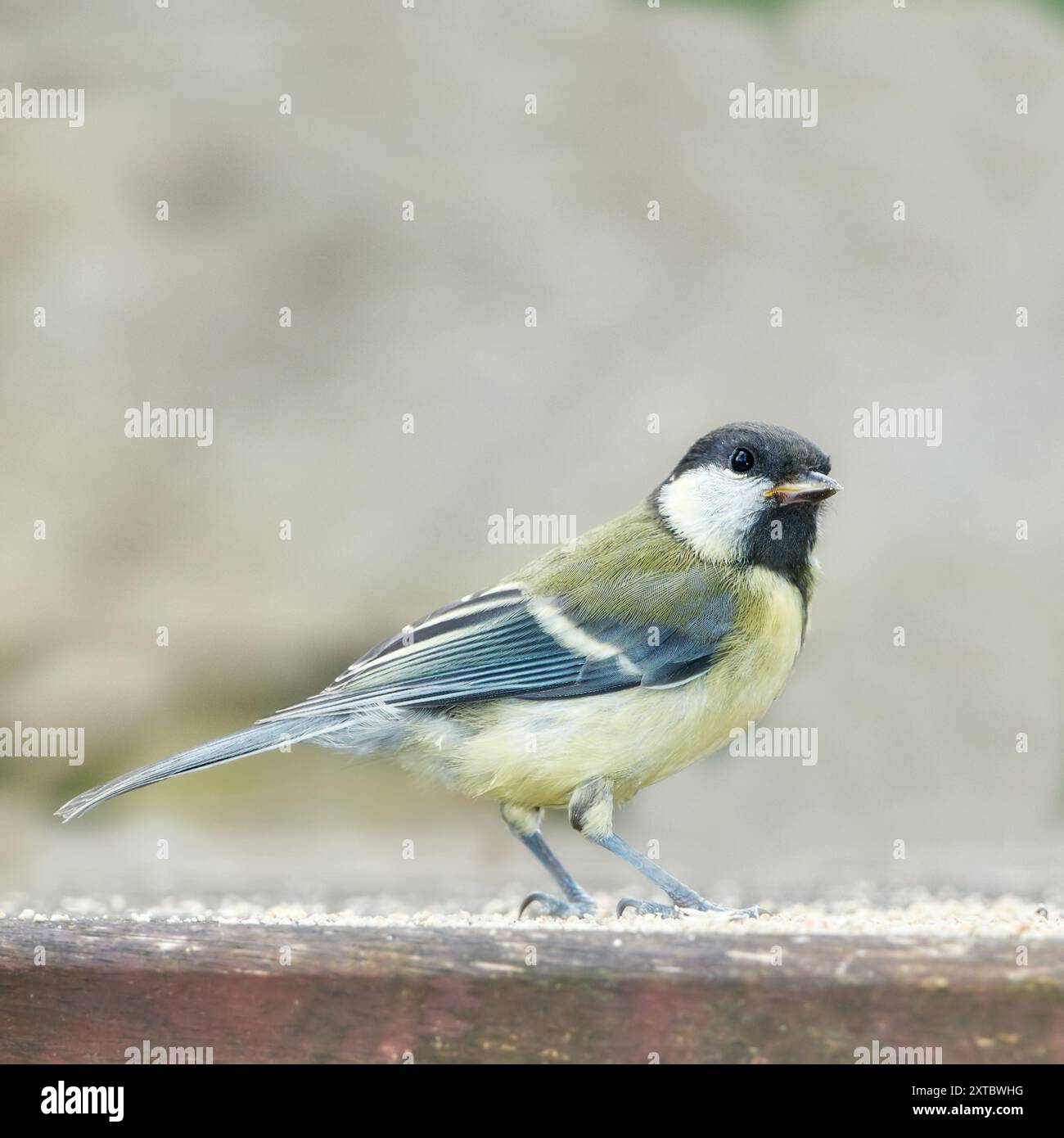 Eurasian, bird and wildlife in nature of ecosystem with insectivorous ...